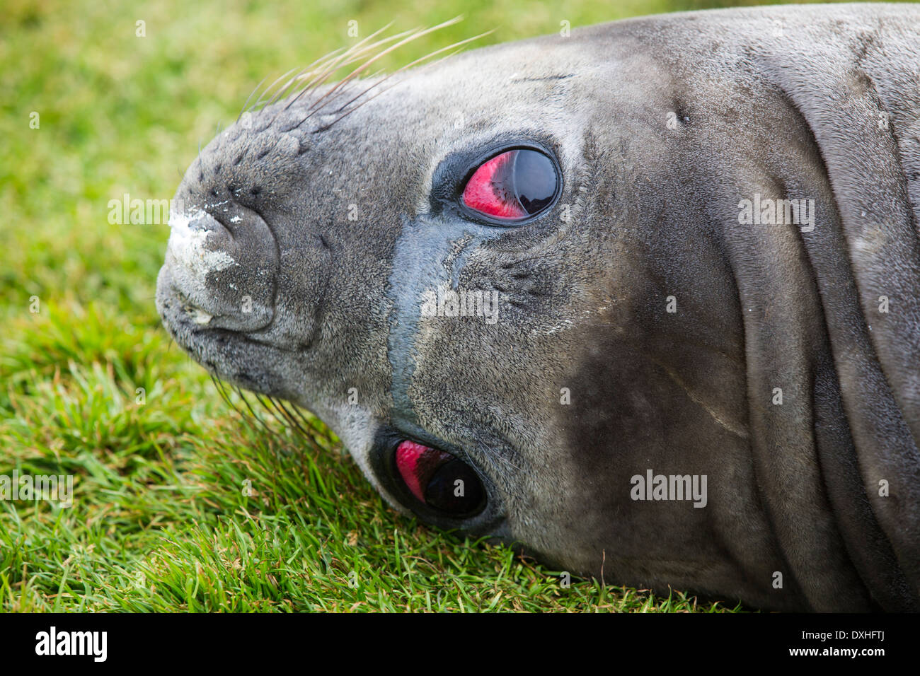 Southern Elephant Seal; Mirounga leonina, in Grytviken South Georgia ...