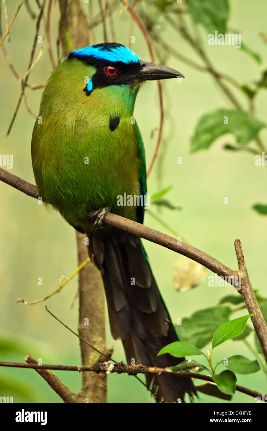 A blue-crowned motmot sitting on a branch Stock Photo - Alamy