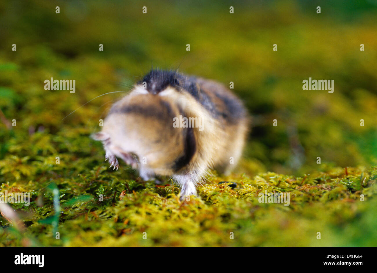 Lemmus Lemmus Migration High Resolution Stock Photography and Images ...