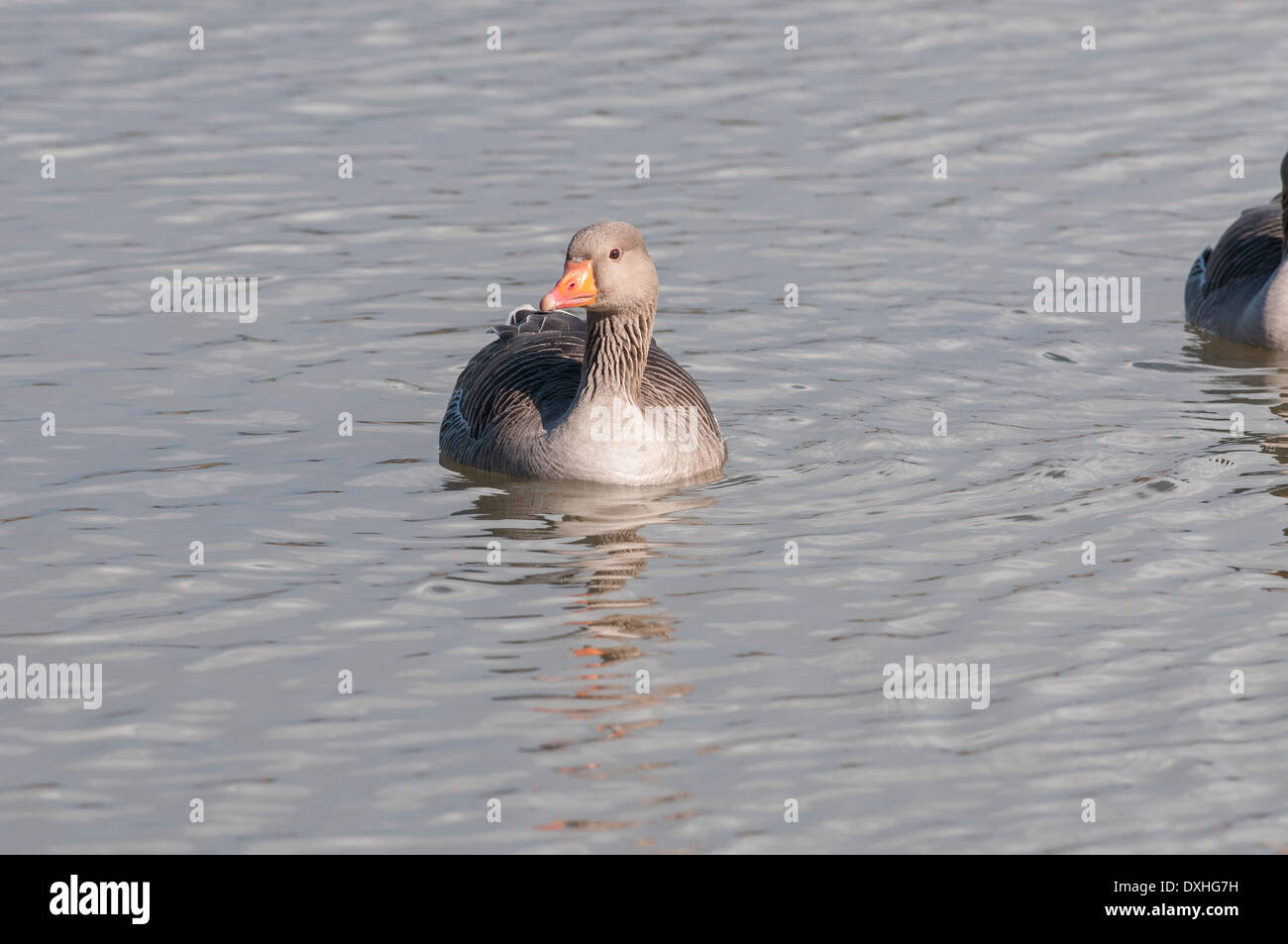 Long neck geese hi-res stock photography and images - Alamy