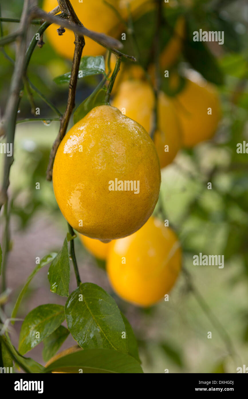 Florida citrus tree hi-res stock photography and images - Alamy
