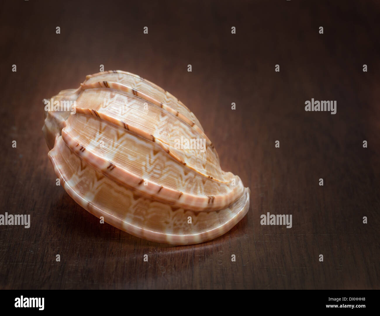 Mollusk seashell texture hi-res stock photography and images - Alamy