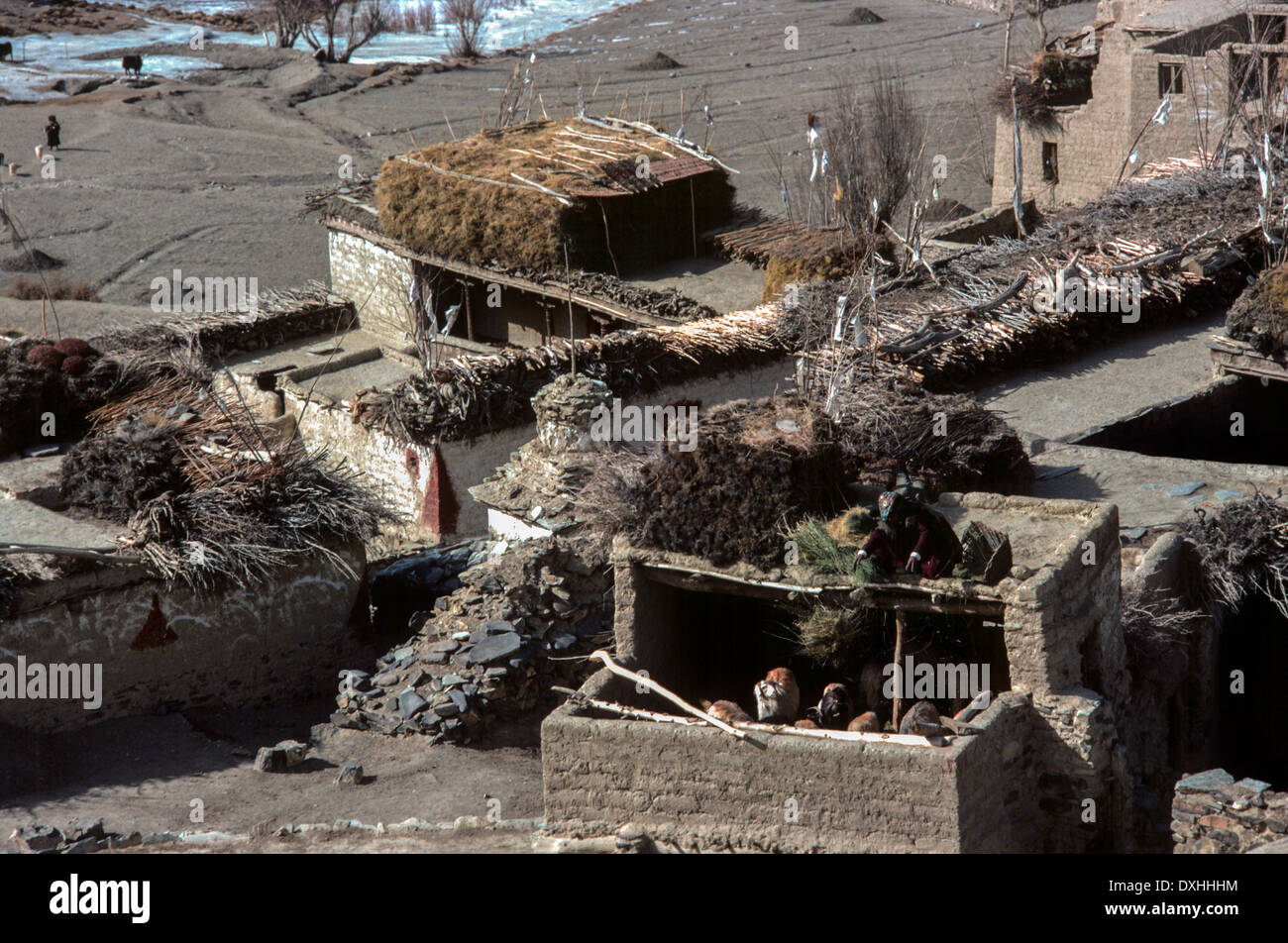 Ladakh traditional village stone houses straw roof animal fodder roof ...