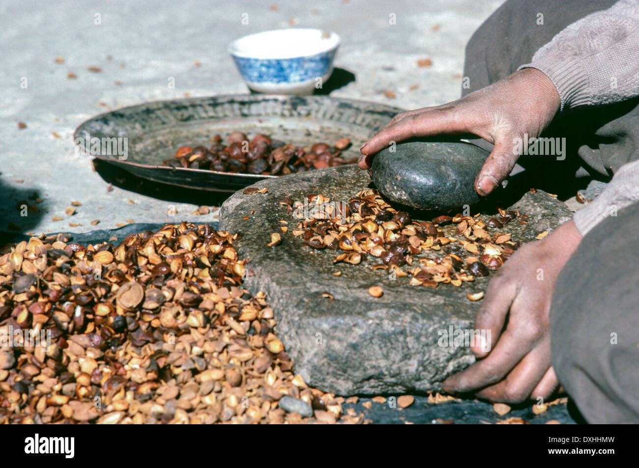 Ladakh villager sat crushing apricot stones using large stone base ...