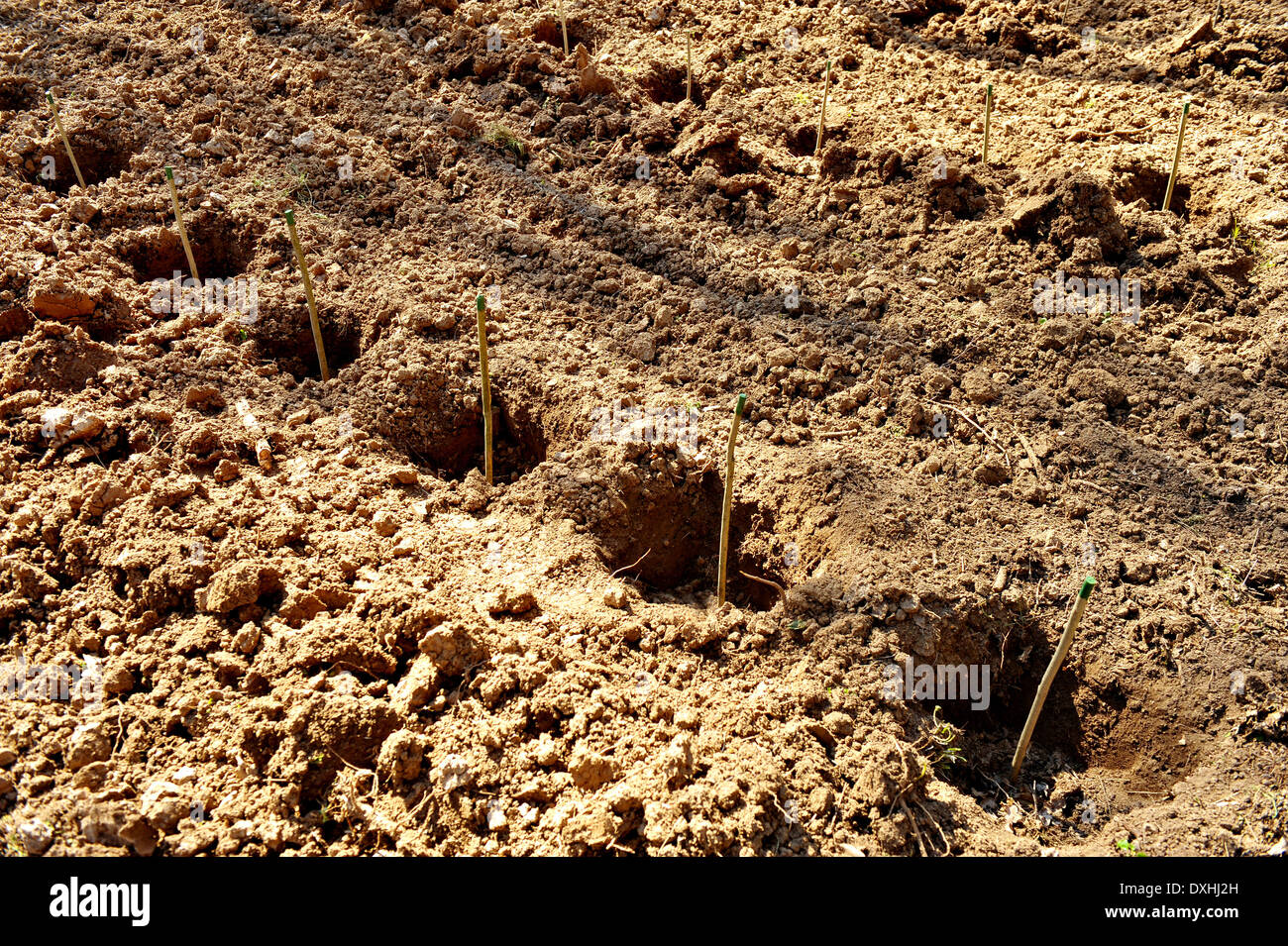 Digged holes hi-res stock photography and images - Alamy