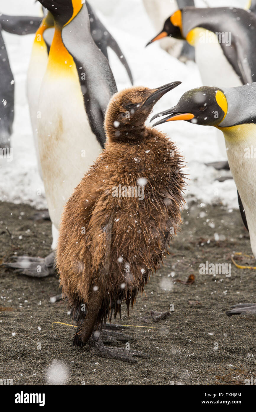 A young King Penguin being attacked by an adult at Gold harbour, South ...