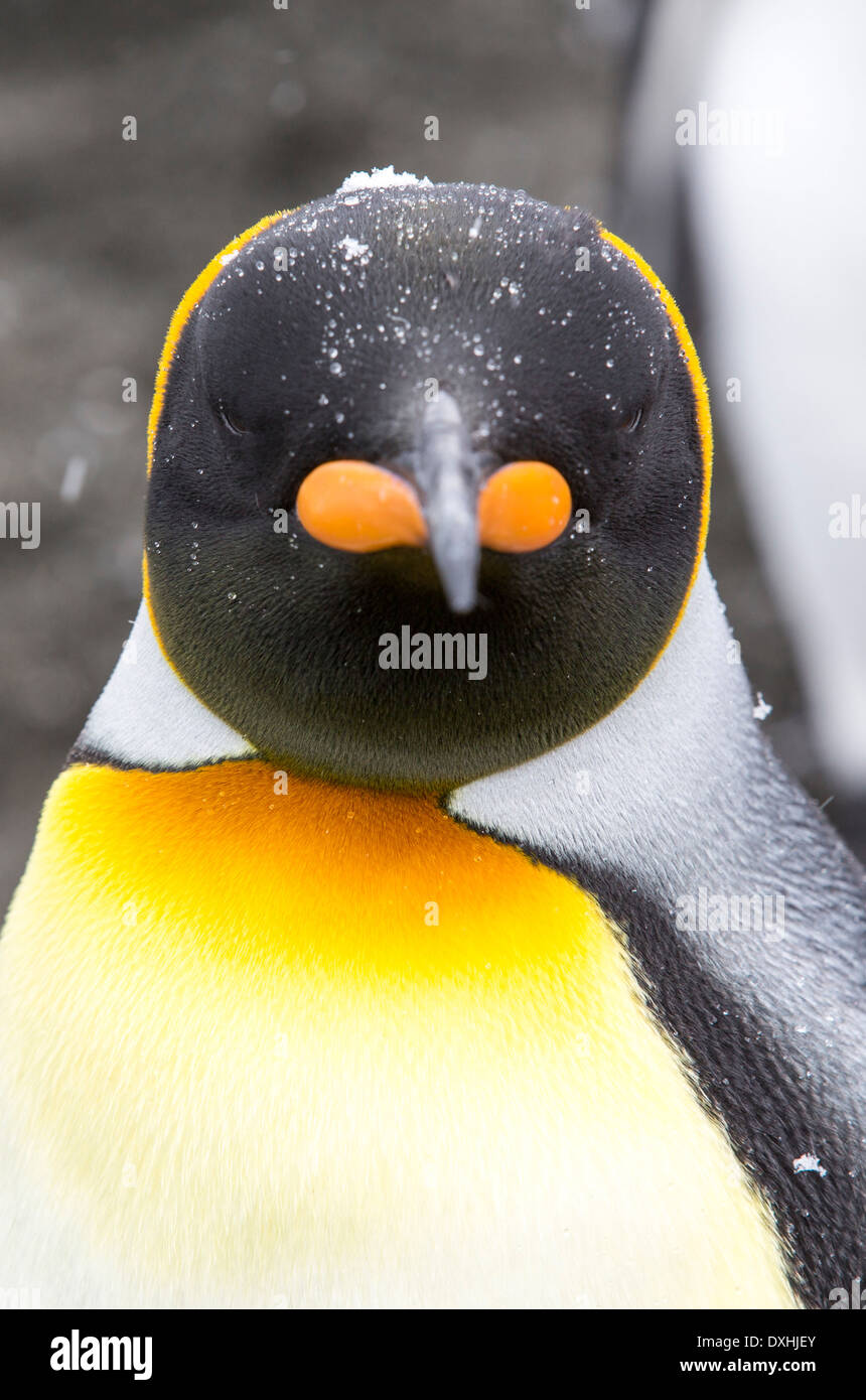 A King Penguin calling at Gold harbour, South Georgia, Southern Ocean ...