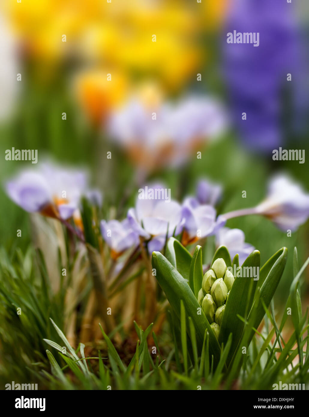 Spring flower bud hi-res stock photography and images - Alamy