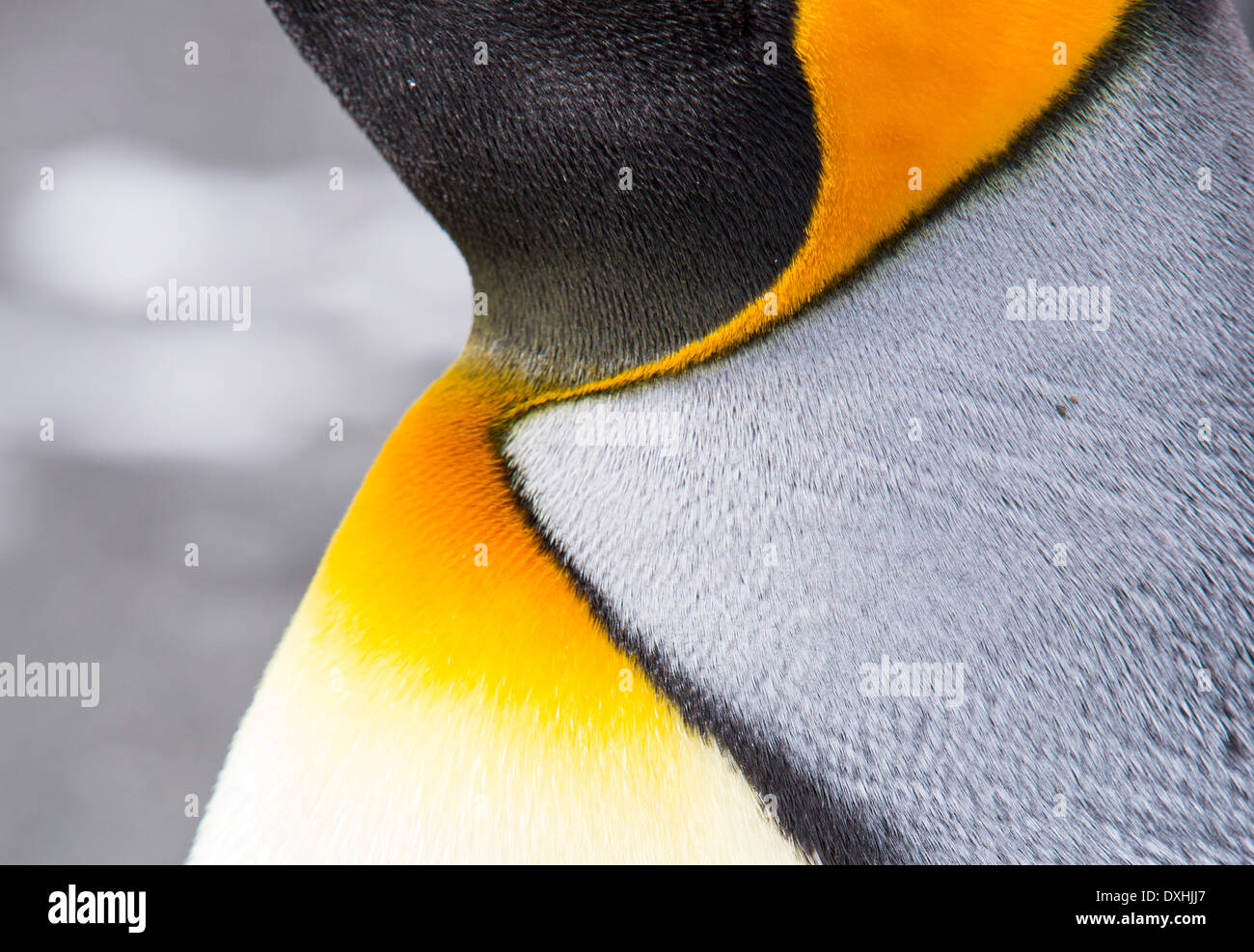 A close up of King Penguins neck plumage at Gold harbour, South Georgia ...