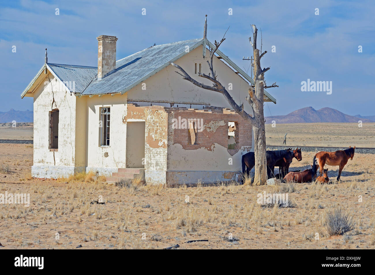 Wild Horses at old Station of Garub, near Aus, Namibia, Africa Stock ...