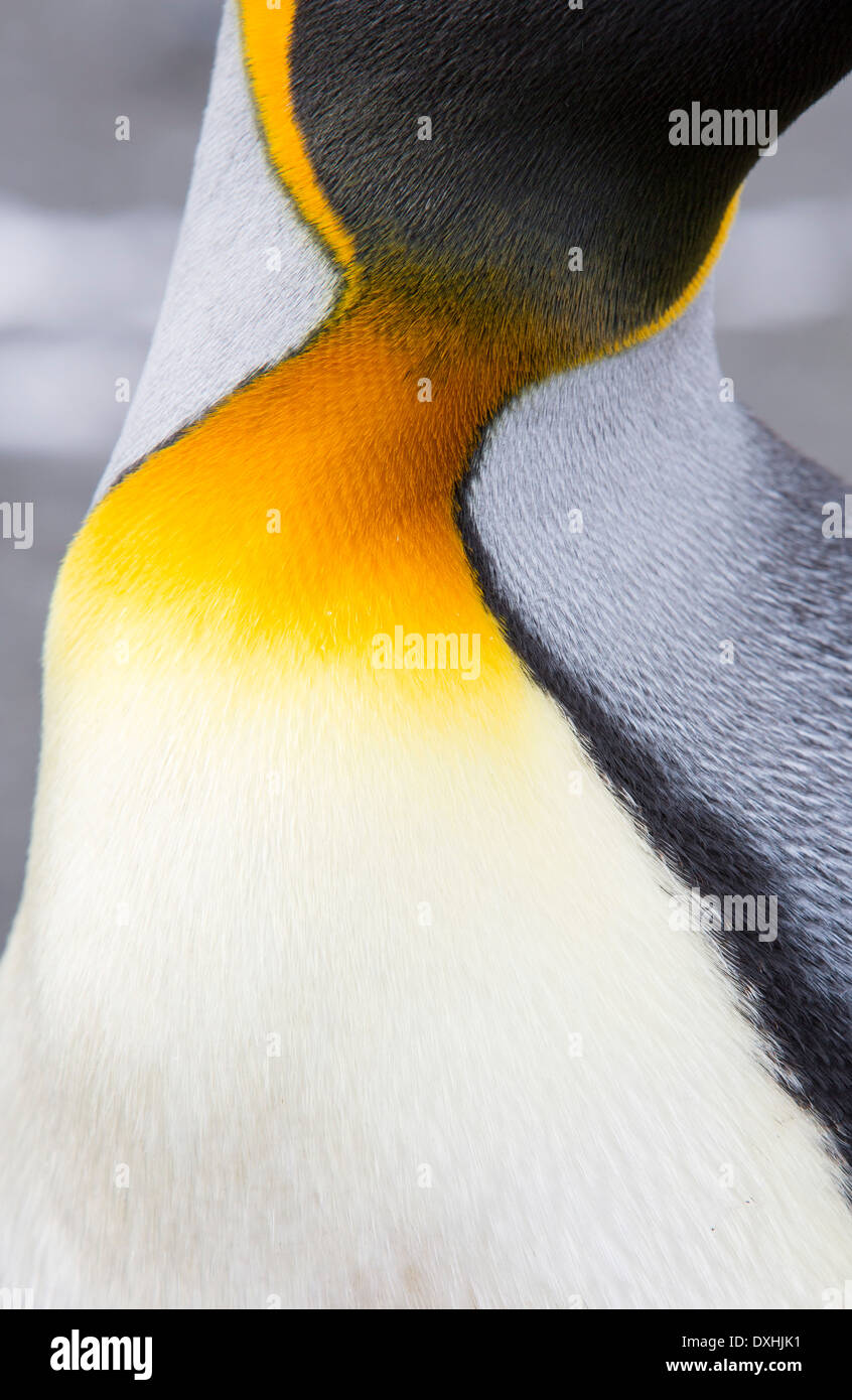 A close up of King Penguins neck plumage at Gold harbour, South Georgia ...
