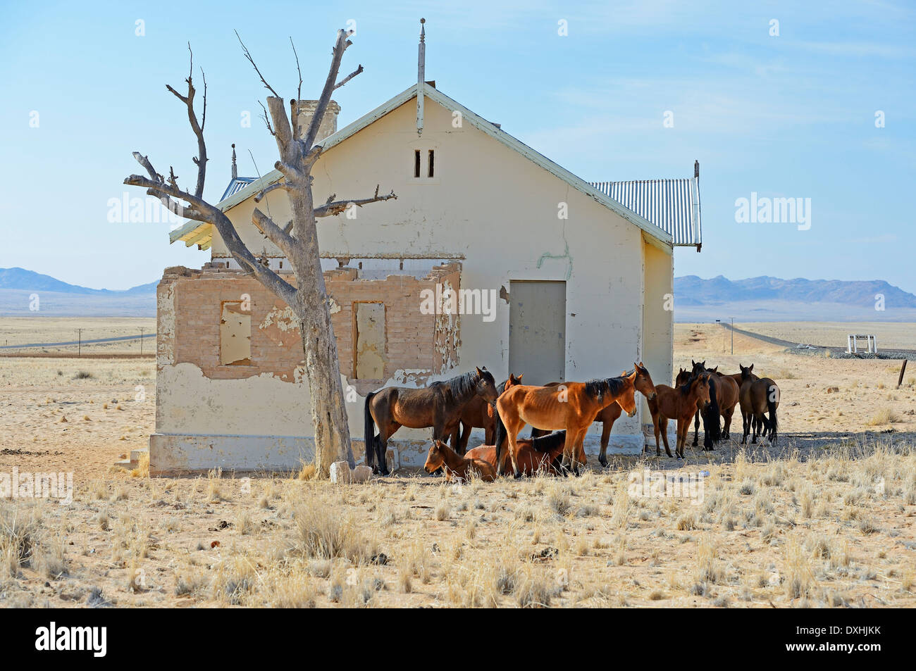 Wild Horses at old Station of Garub, near Aus, Namibia, Africa Stock ...