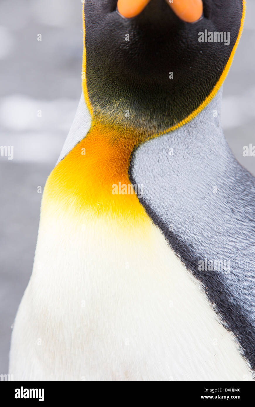 A close up of King Penguins neck plumage at Gold harbour, South Georgia ...