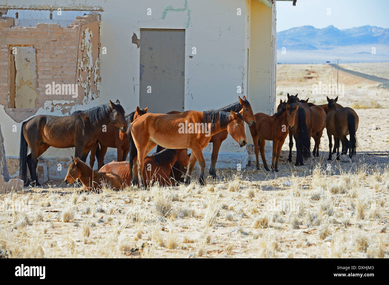 Wild Horses at old Station of Garub, near Aus, Namibia, Africa Stock ...