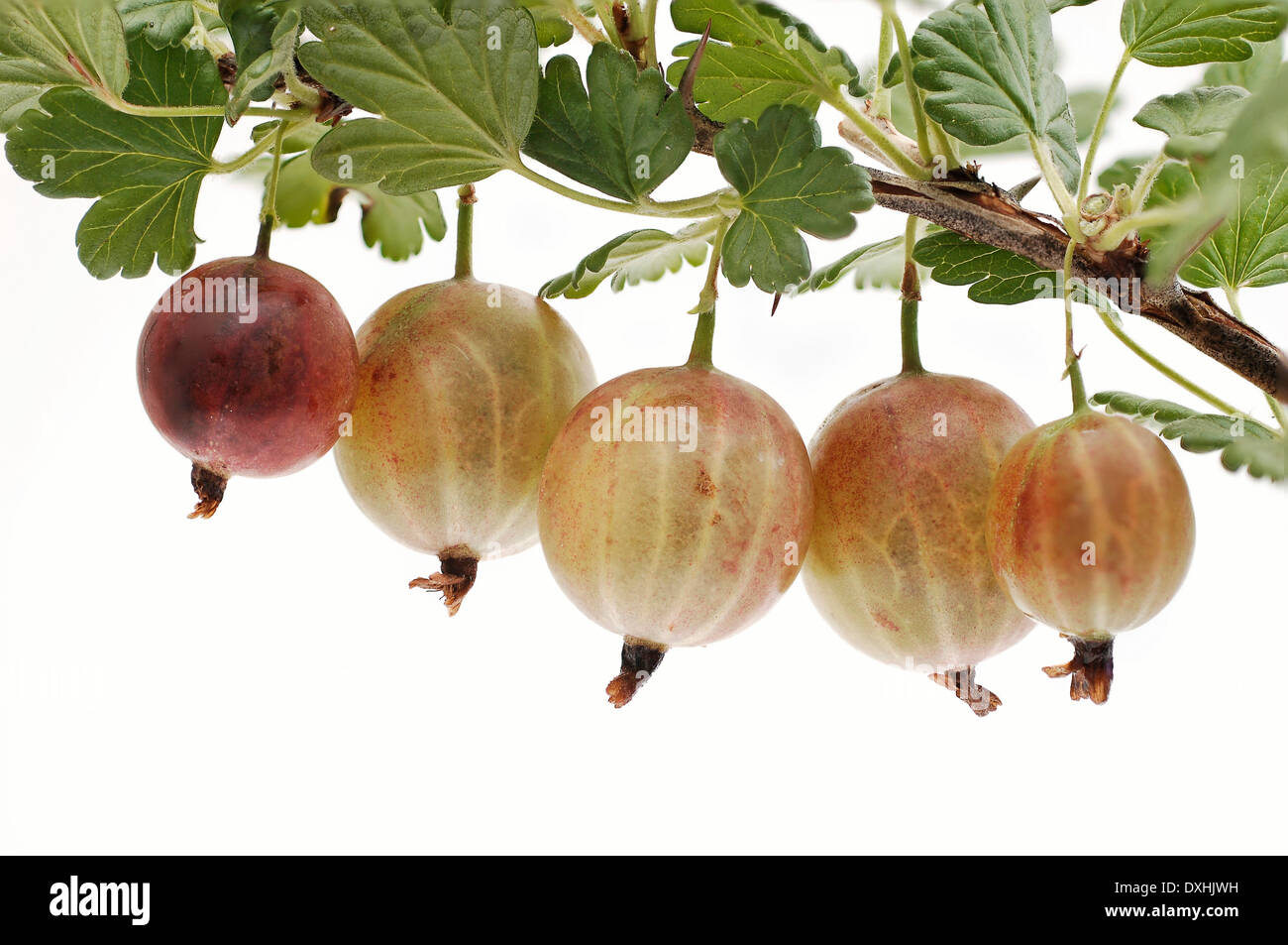 fresh gooseberries on the bush Stock Photo - Alamy