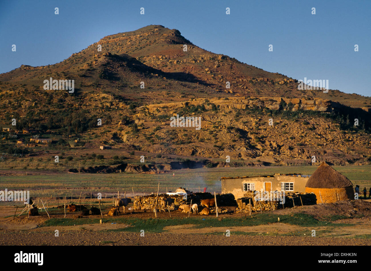 Lesotho Cattle High Resolution Stock Photography and Images - Alamy