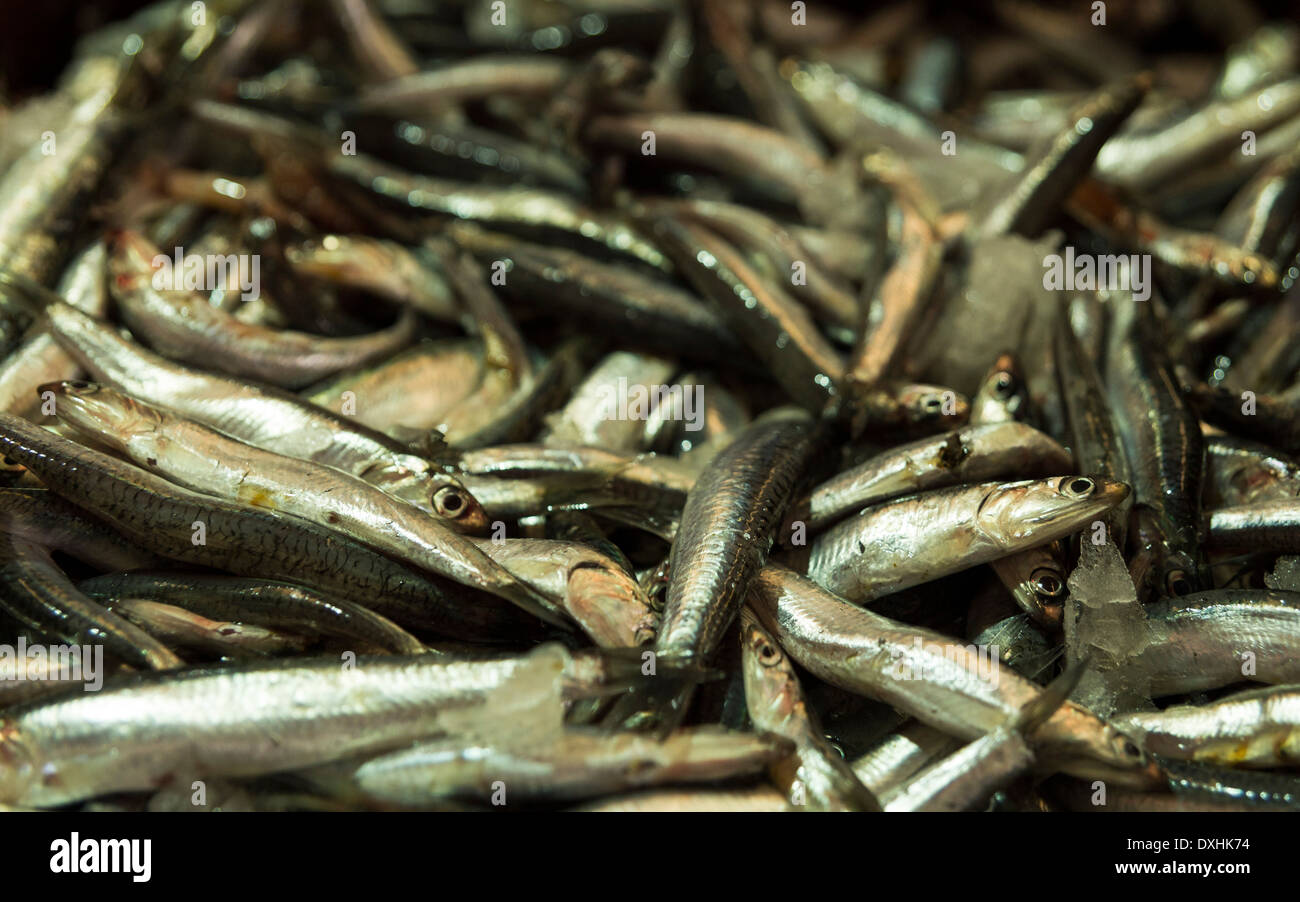 Fish for sell in Tangier fish market Stock Photo - Alamy