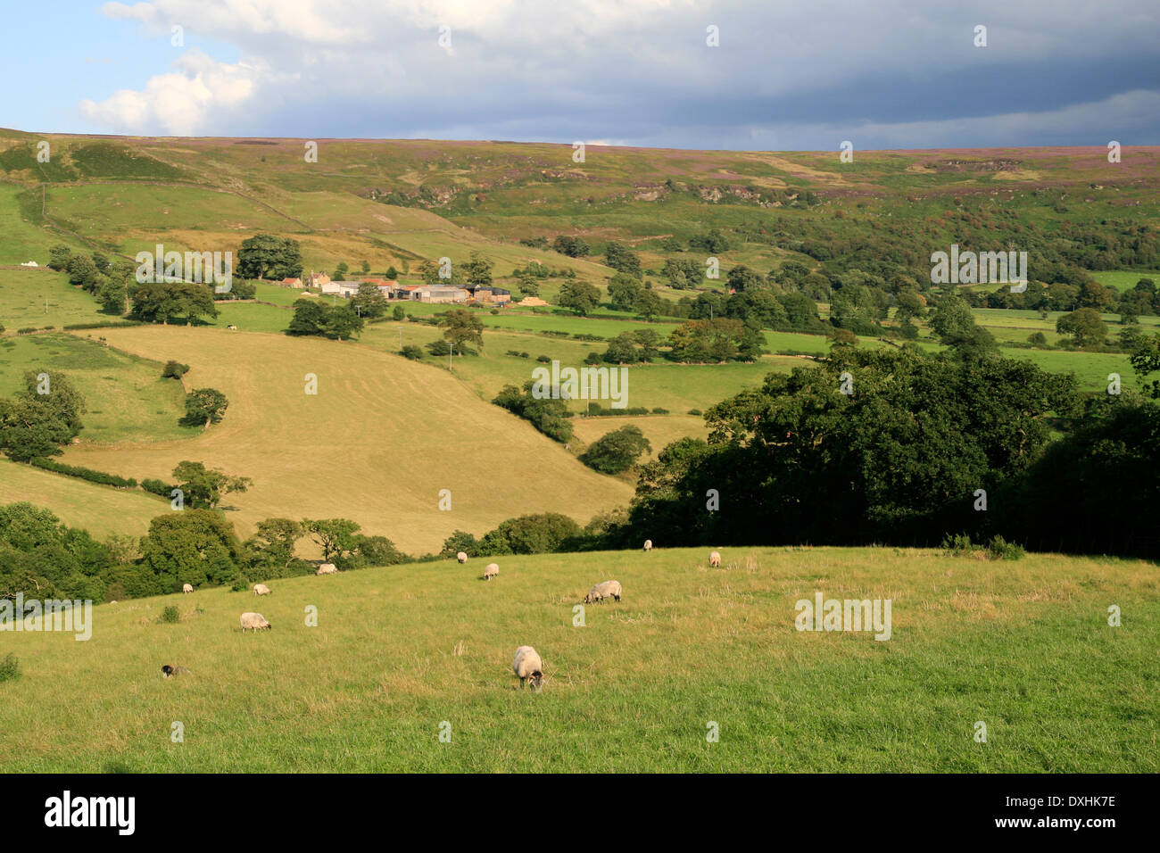 Evening light Farndale North Yorkshire England UK Stock Photo - Alamy