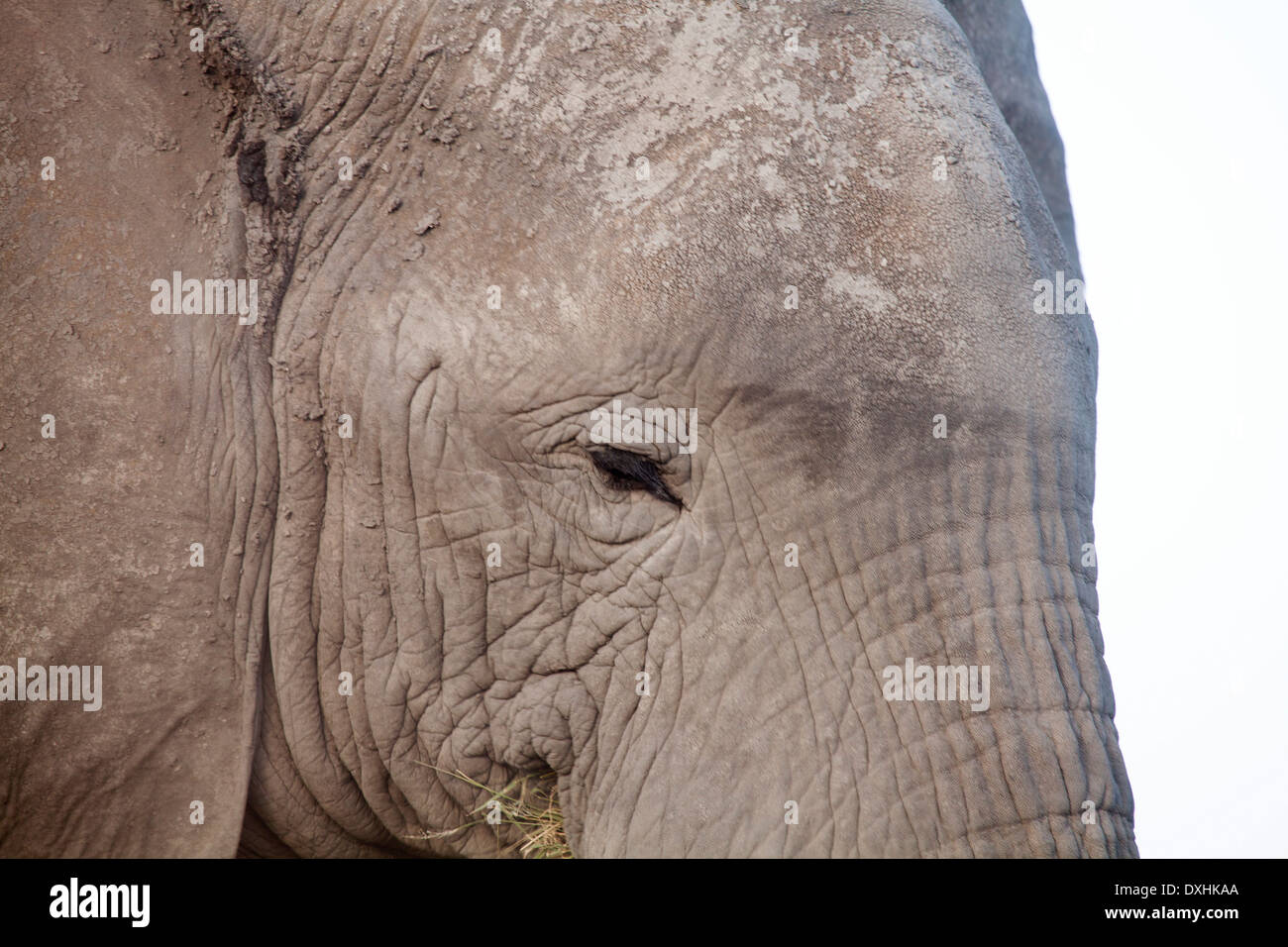 Closeup elephant skin hi-res stock photography and images - Alamy