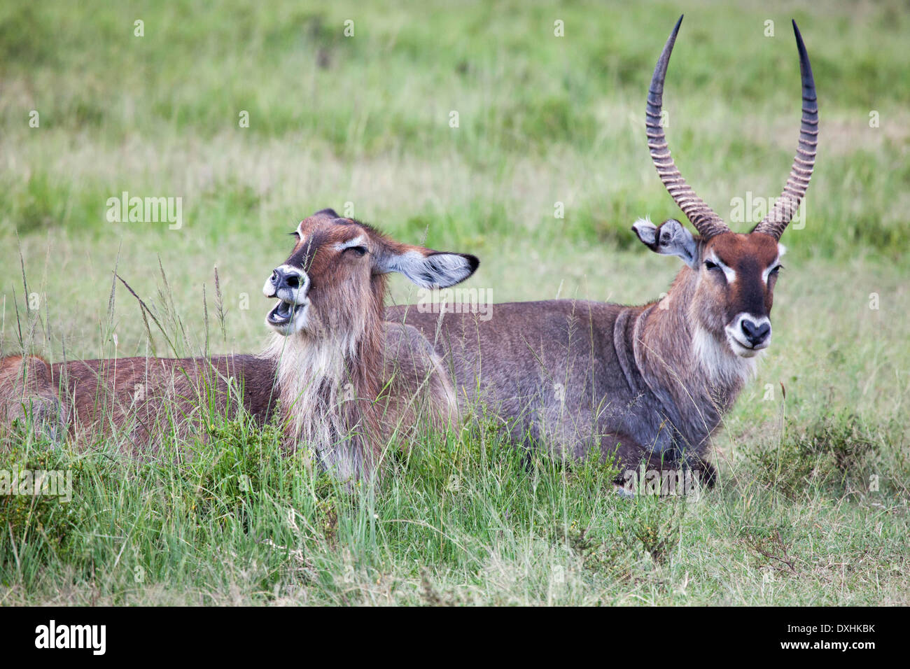 Nagging hi-res stock photography and images - Alamy