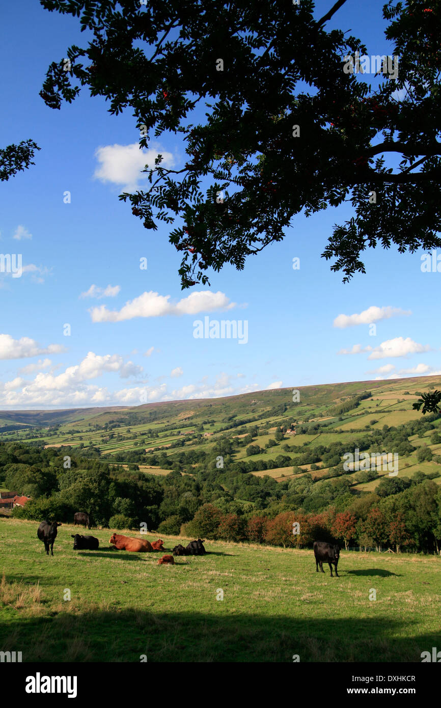 Cattle grazing Farndale North Yorkshire England UK Stock Photo - Alamy