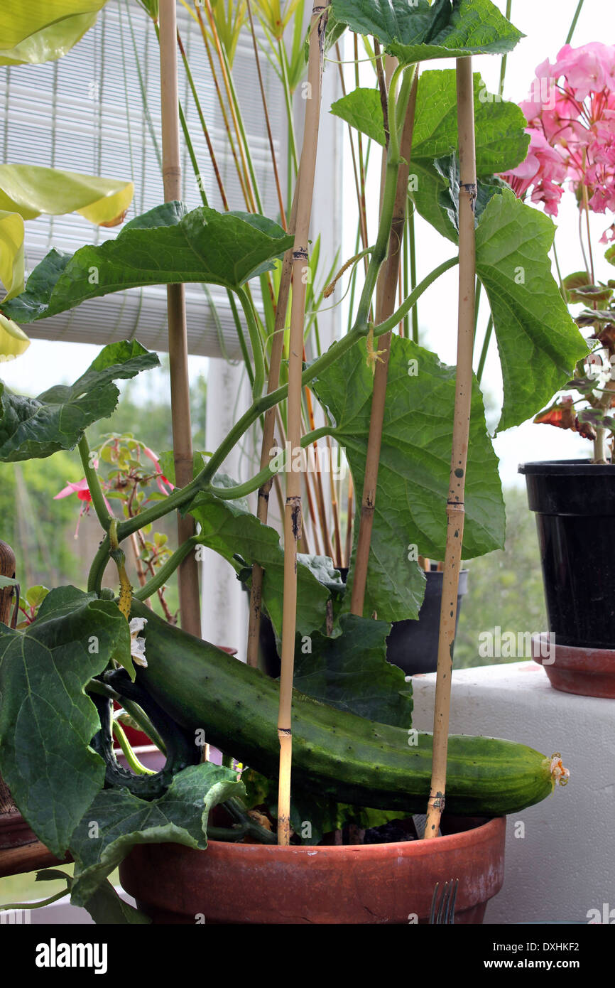 Cucumber plant pot hi-res stock photography and images - Alamy
