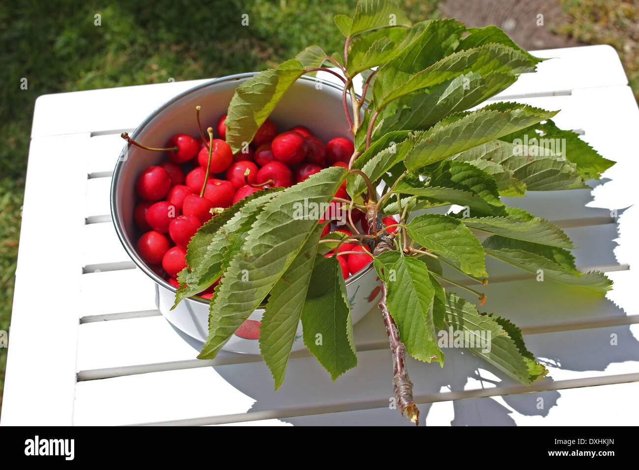 English cherries hi-res stock photography and images - Alamy