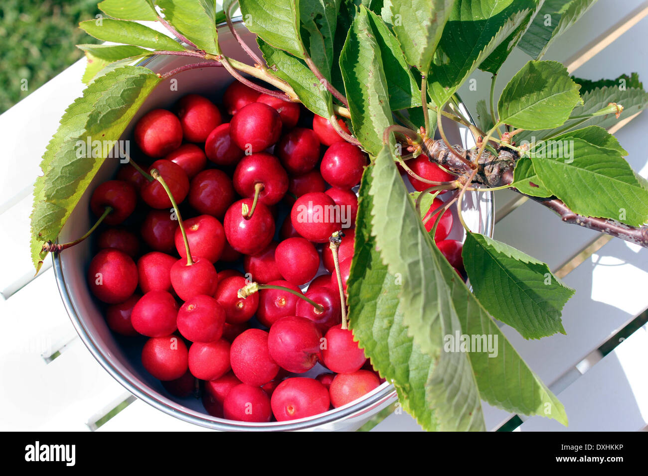 English cherries hi-res stock photography and images - Alamy