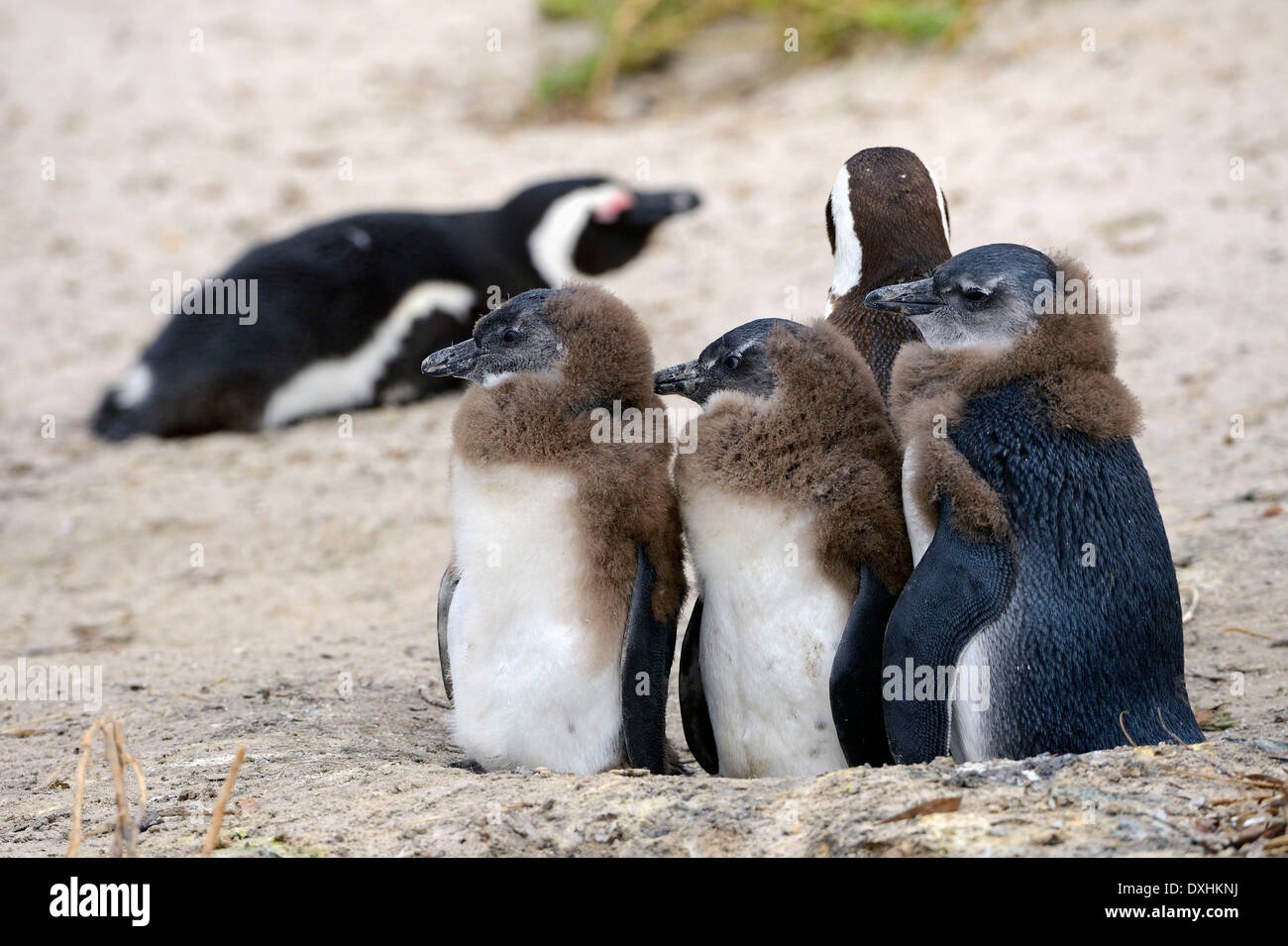 Jackass Penguins or African Penguins (Spheniscus demersus) young ...