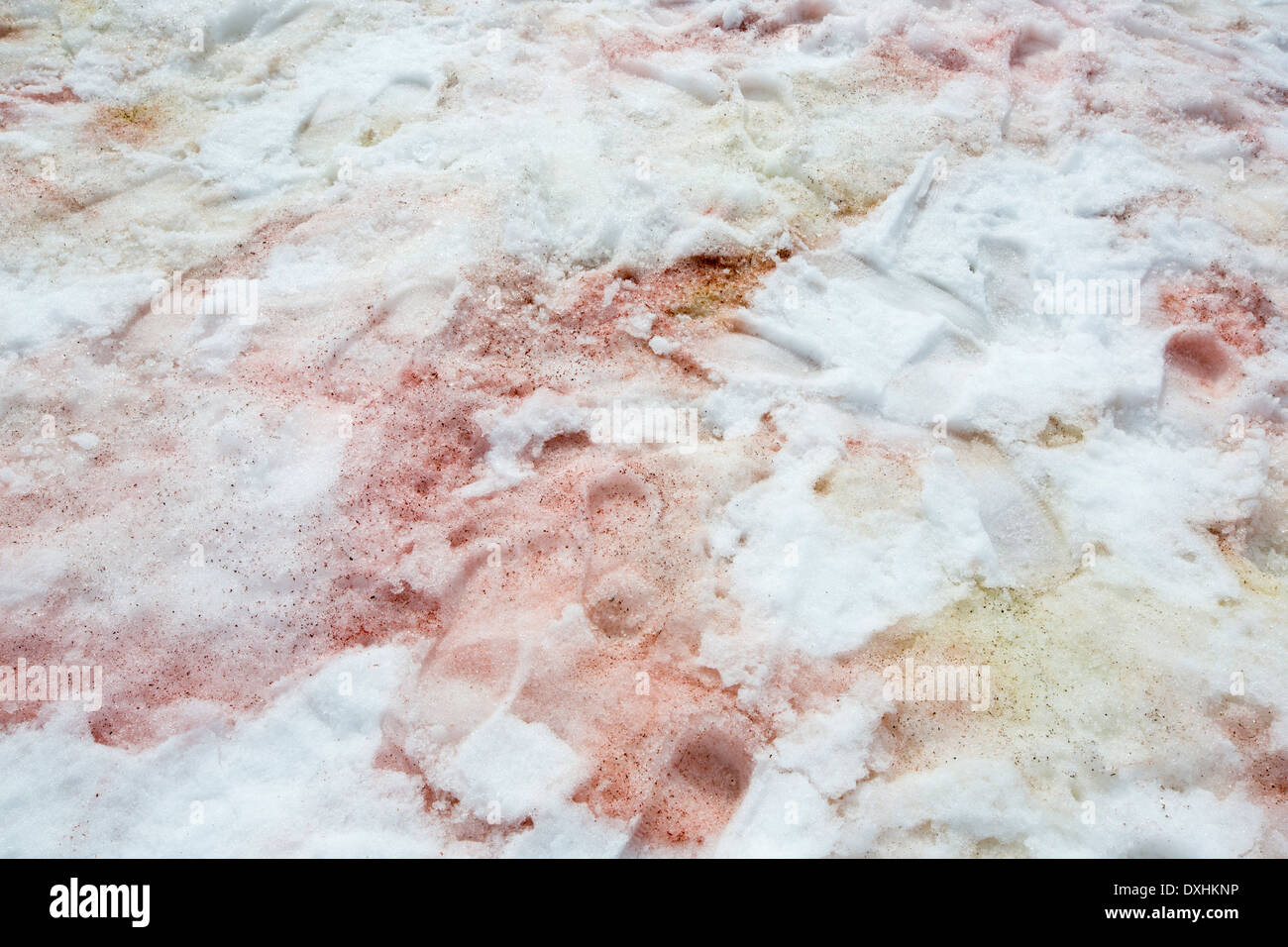 Red algae in snow at Base Orcadas, an Argentine scientific station in ...