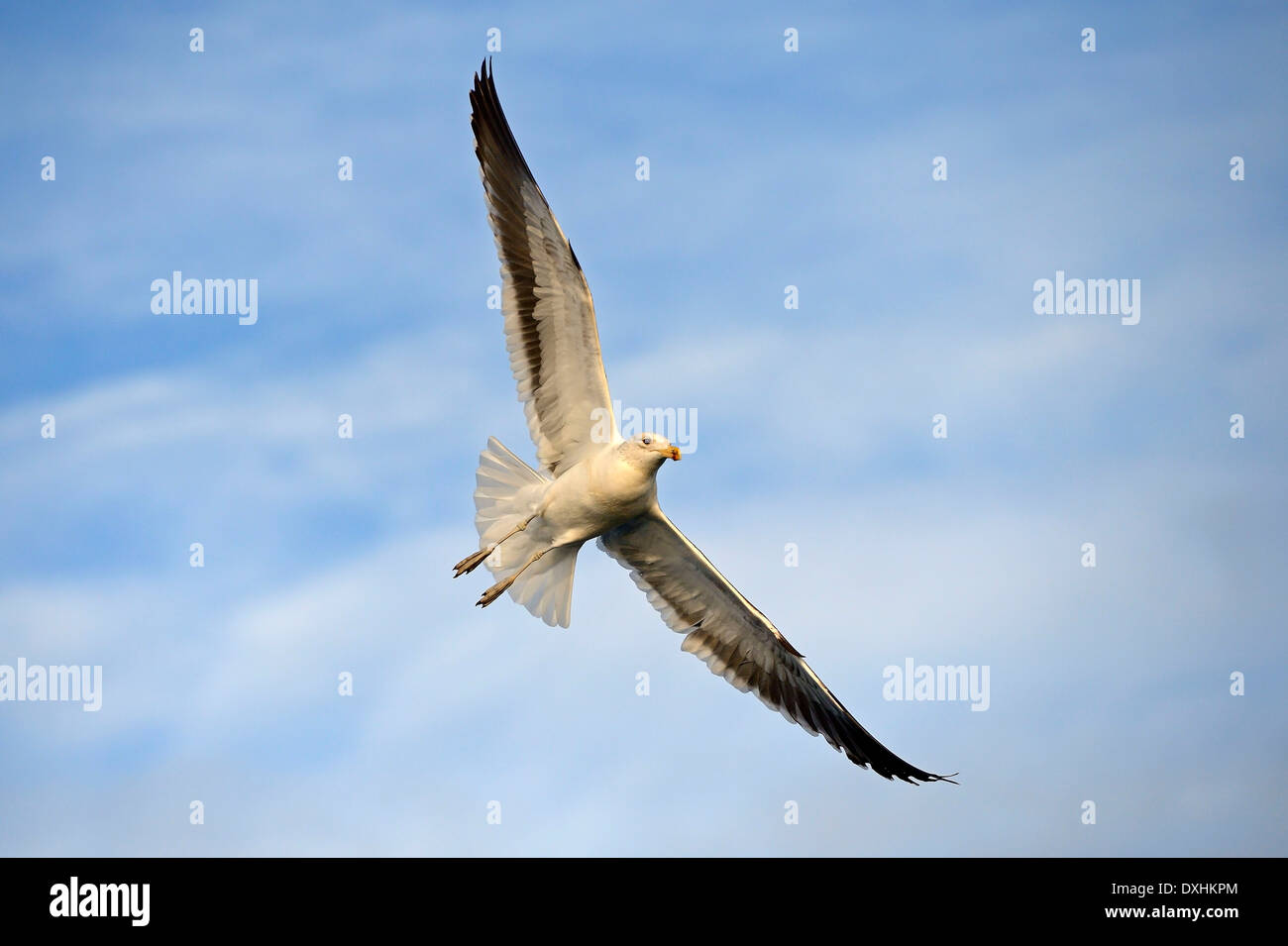Kelp gull or dominican gull larus dominicanus subadult plumage hi-res ...