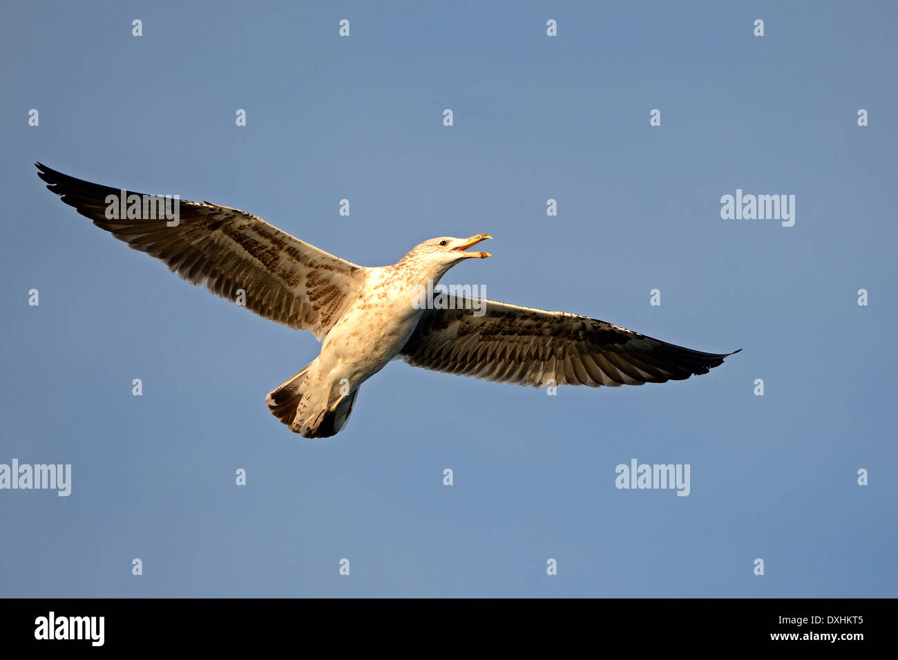 Kelp Gull or Dominican Gull (Larus dominicanus) subadult plumage, False ...