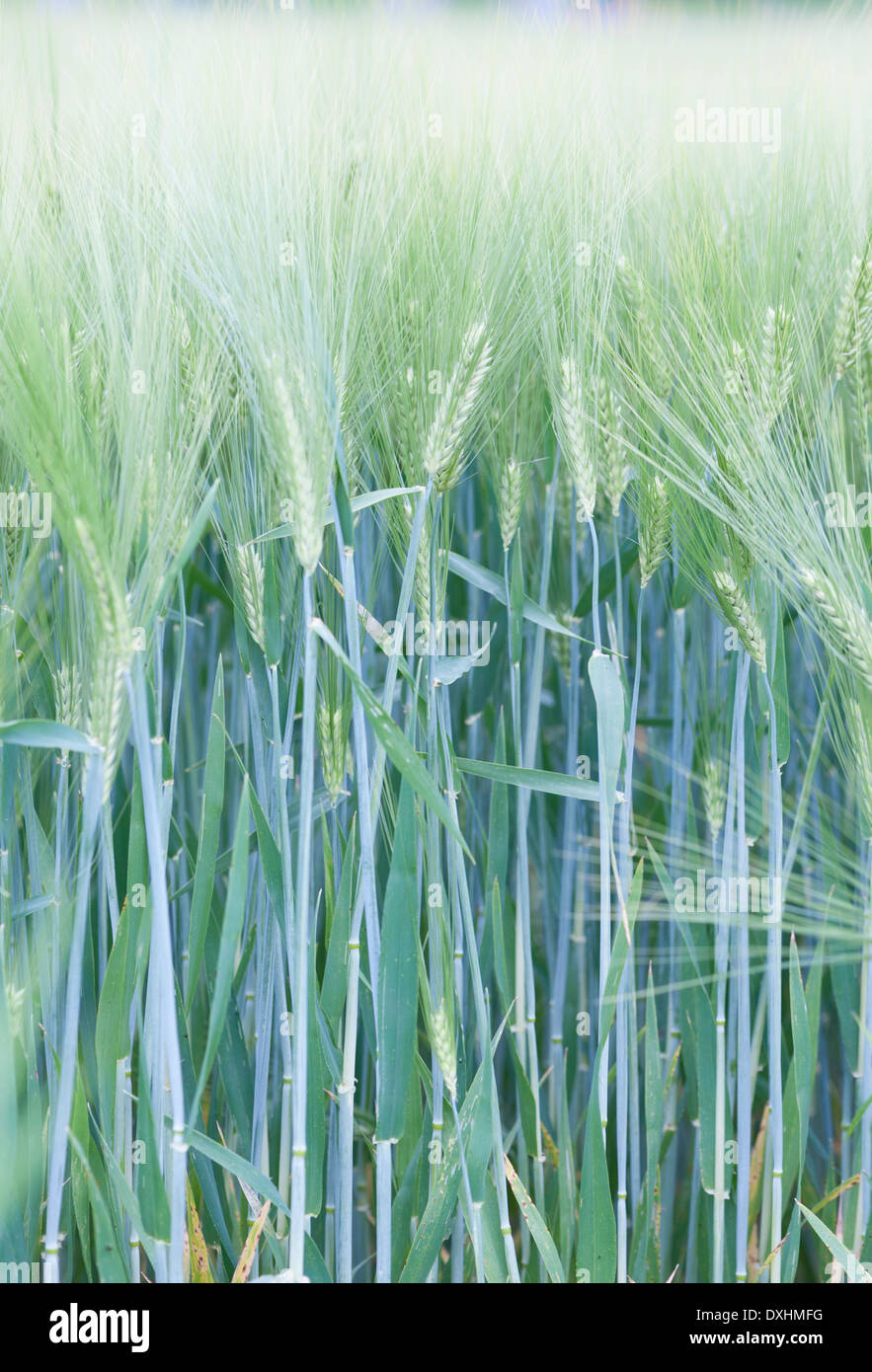 Barley crop hi-res stock photography and images - Alamy