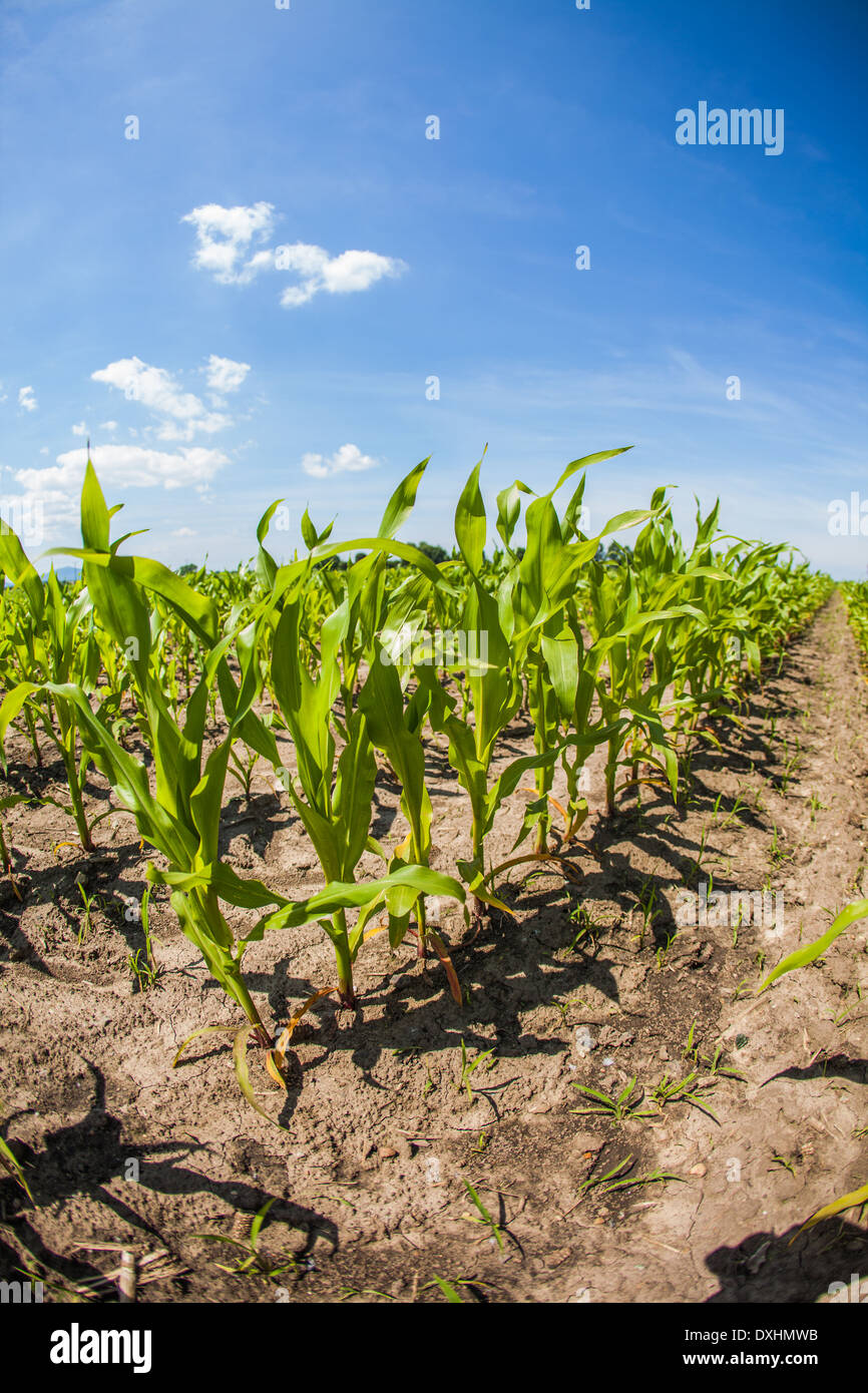 Summer time corn fields Stock Photo - Alamy
