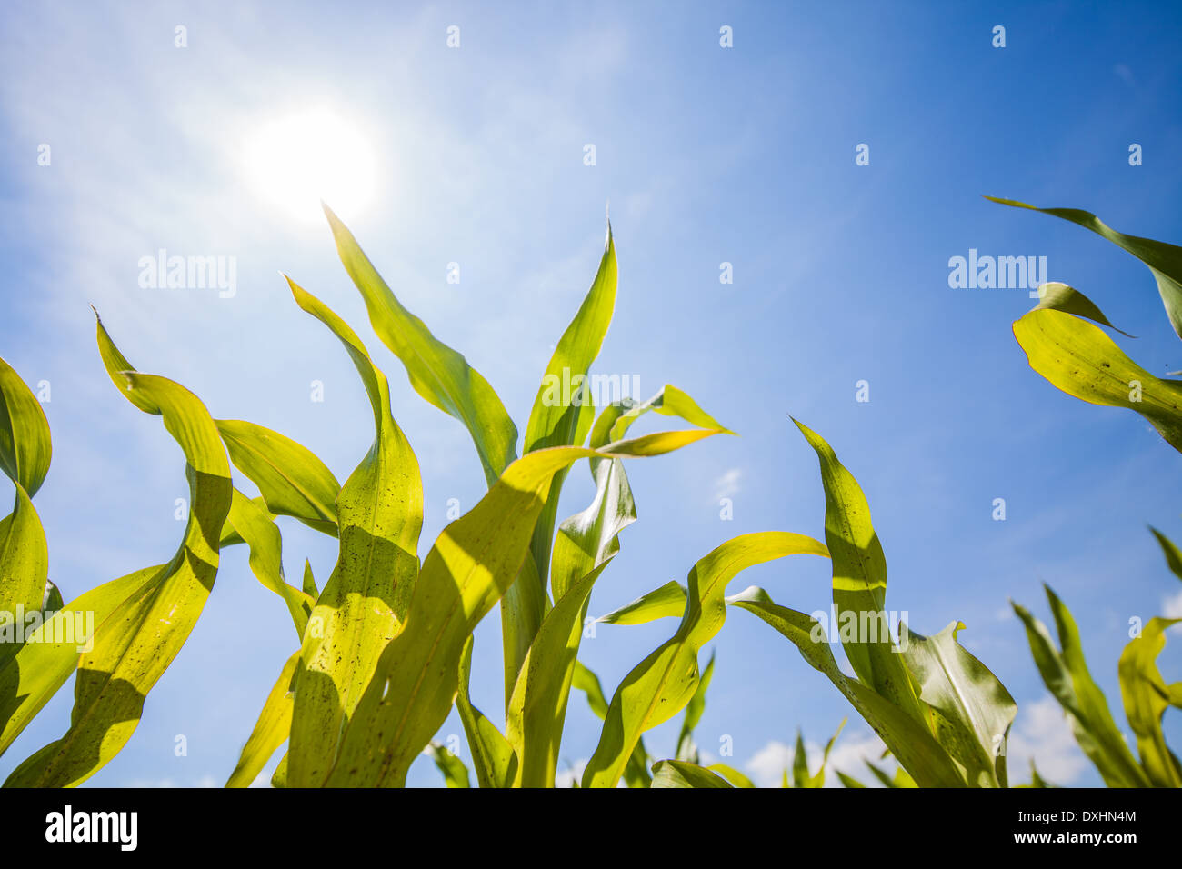 Summer time corn fields Stock Photo - Alamy