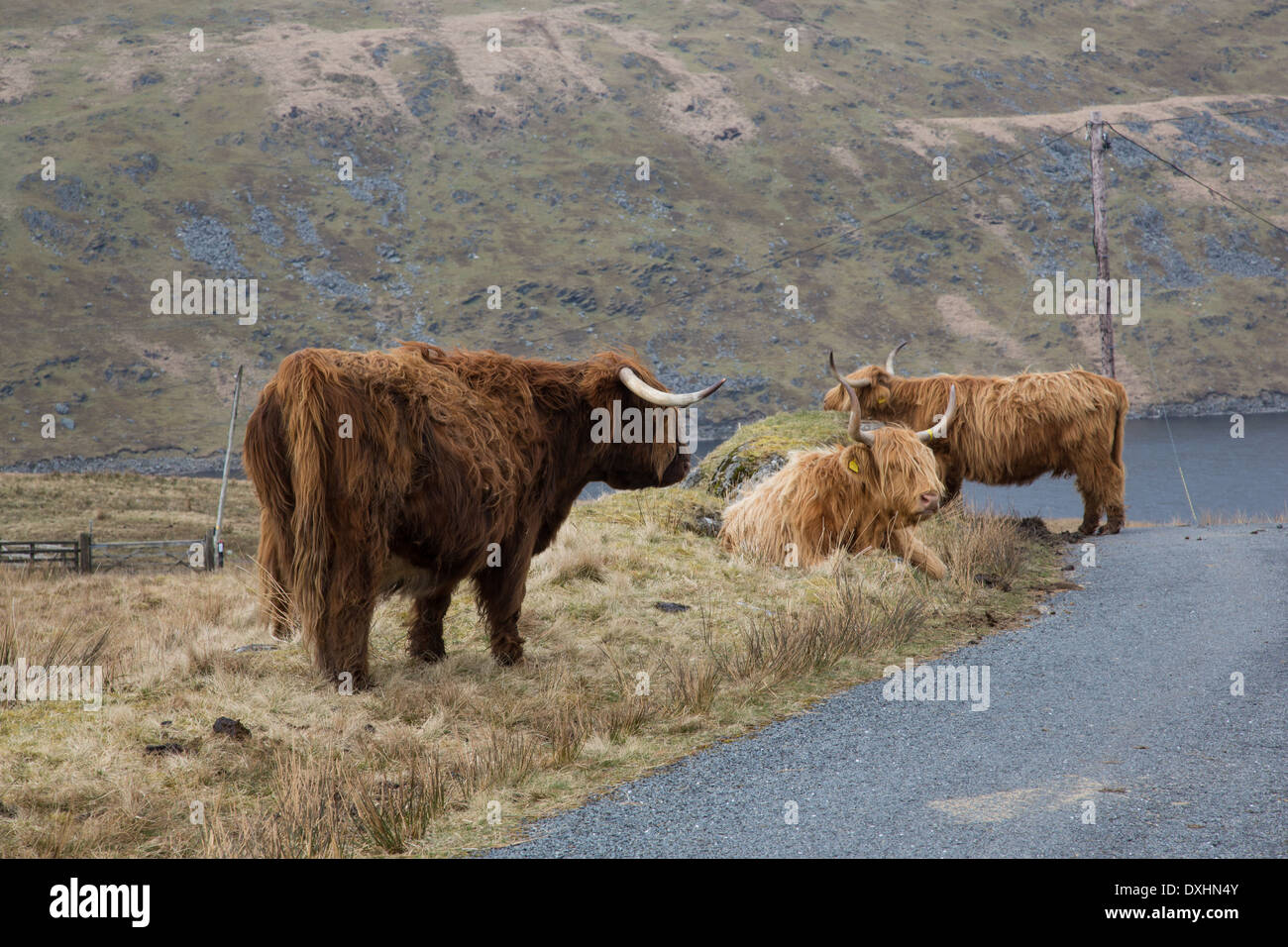 Plynlimon wales hi-res stock photography and images - Alamy