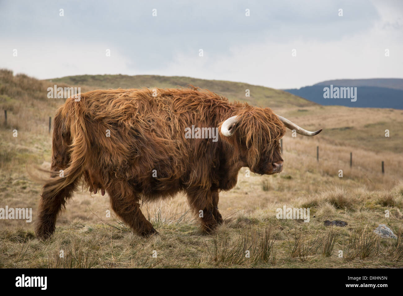 Pumlumon, ceredigion hi-res stock photography and images - Alamy