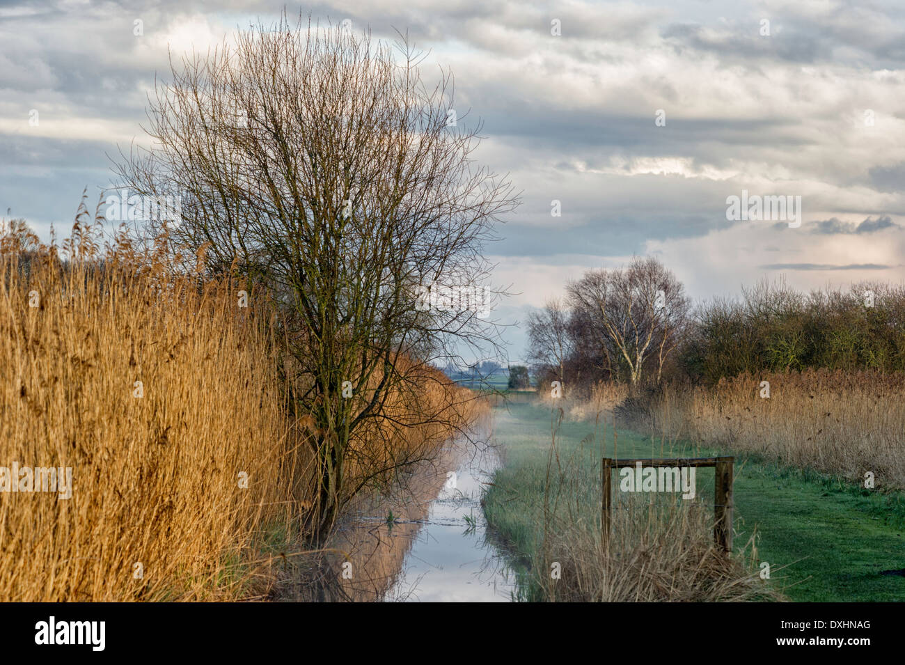 Fenland reeds hi-res stock photography and images - Alamy