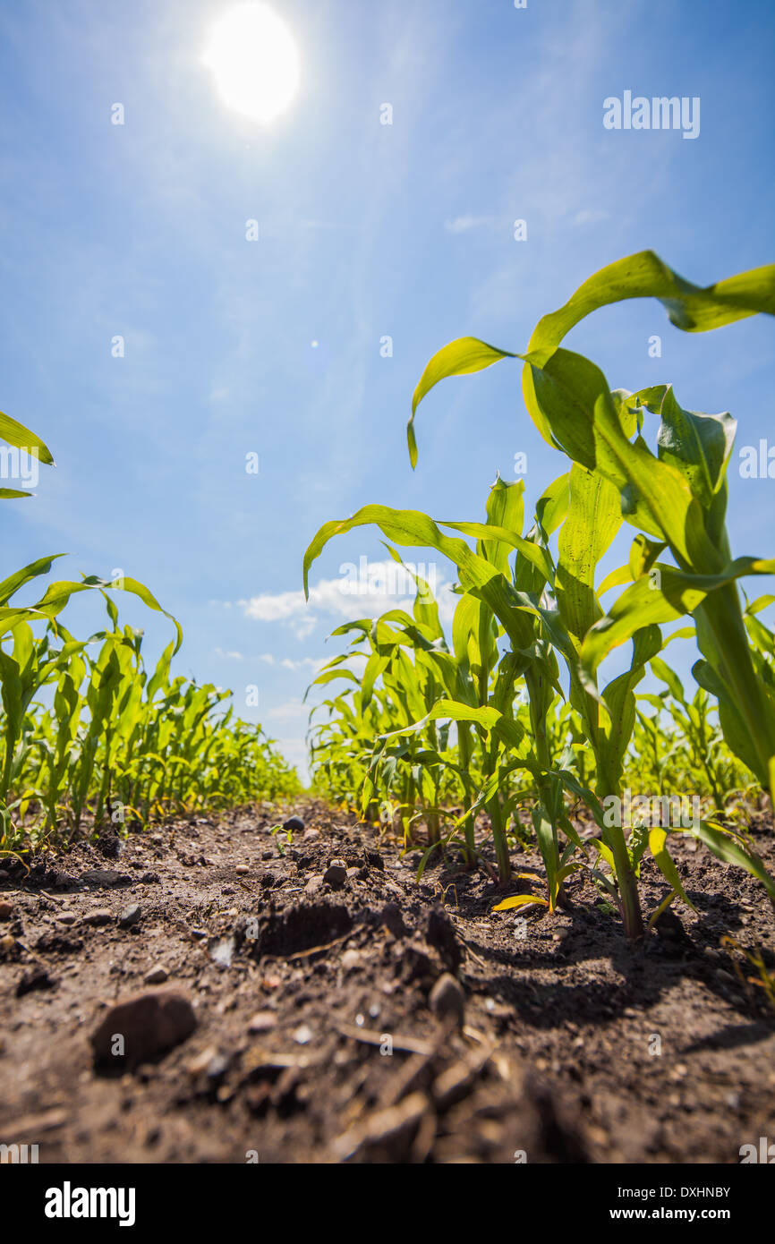 Summer time corn fields Stock Photo - Alamy