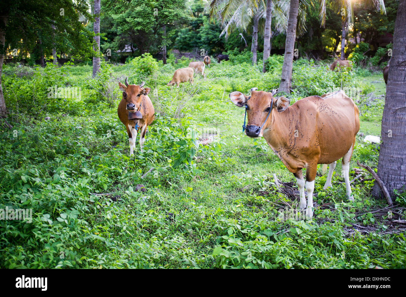 brown cows on pasture, Lombok, Indonesia, Asia Stock Photo - Alamy
