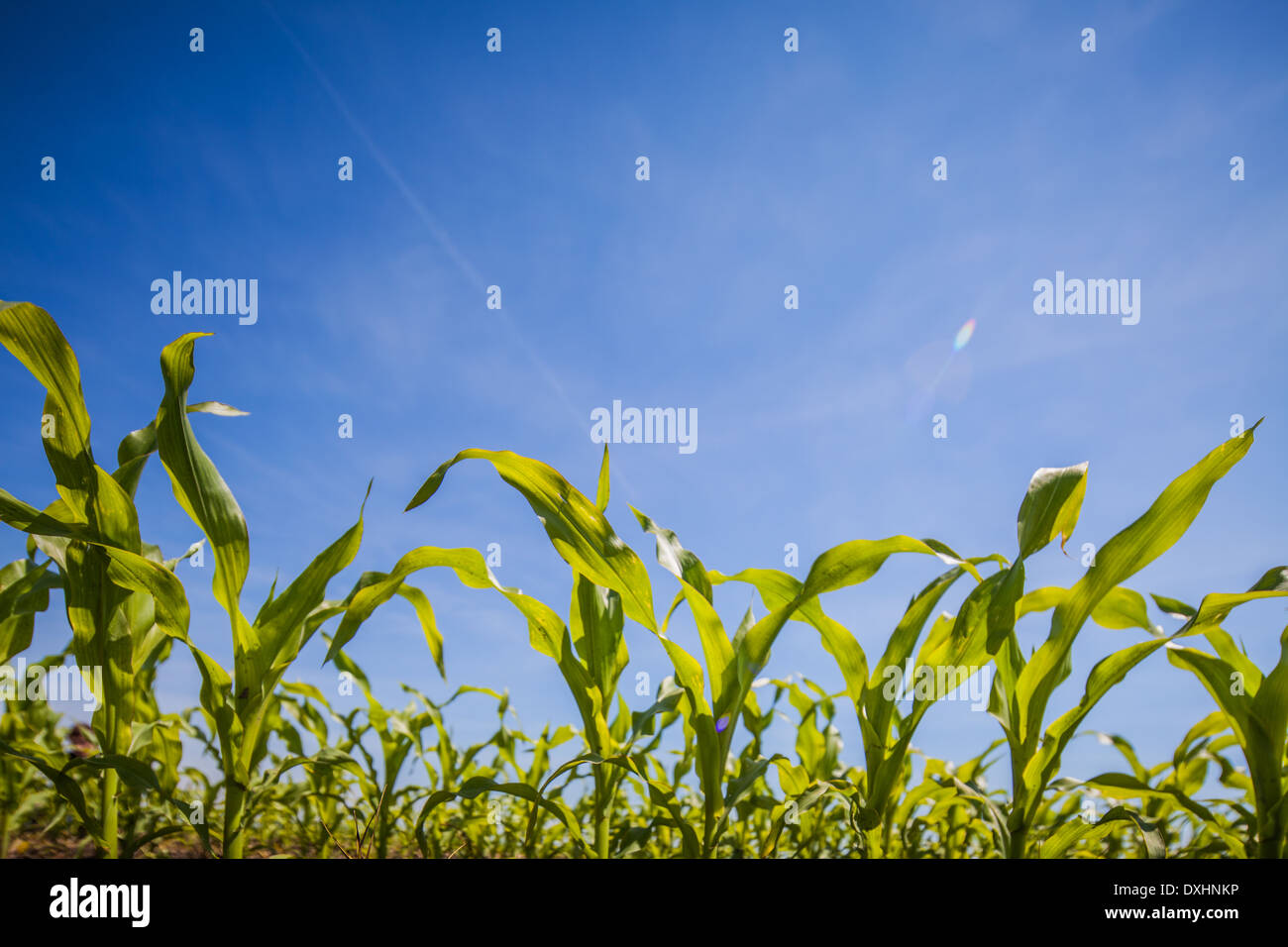 Summer time corn fields Stock Photo - Alamy