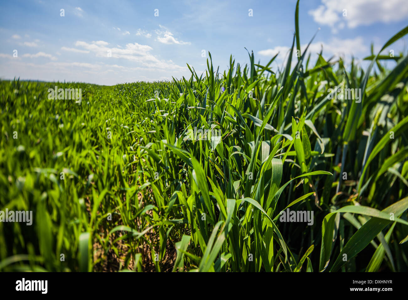 Summer time corn fields Stock Photo - Alamy