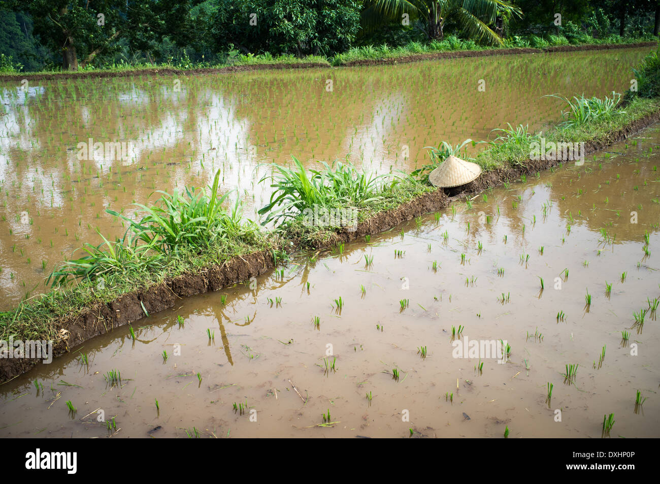 common rice (Oryza sativa), rice fields, Indonesia, Lombok Stock Photo ...
