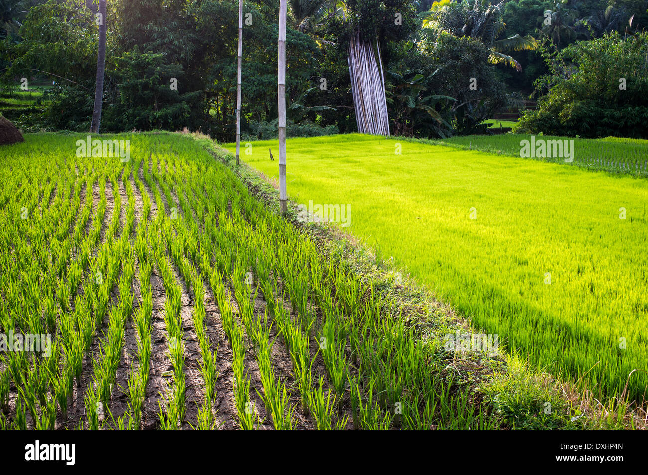 Rice fields, Senaru, Lombok, Indonesia, Southeast Asia, Asia Stock ...