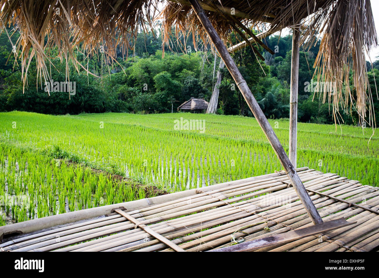 Rice fields, Senaru, Lombok, Indonesia, Southeast Asia, Asia Stock ...