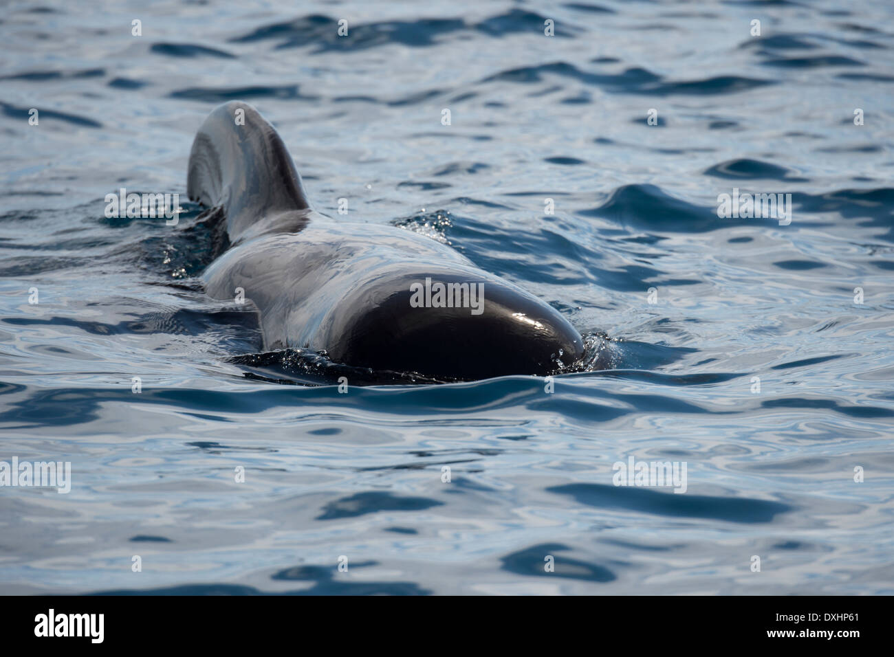 Short-finned pilot whale (Globicephala macrorhynchus), surfacing ...