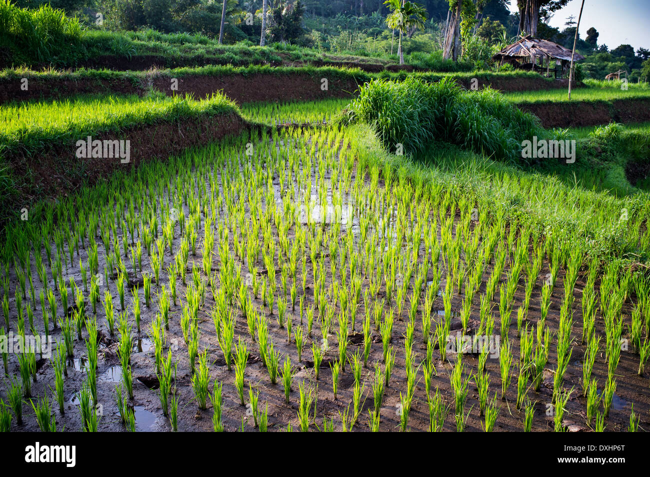 Rice fields, Senaru, Lombok, Indonesia, Southeast Asia, Asia Stock ...