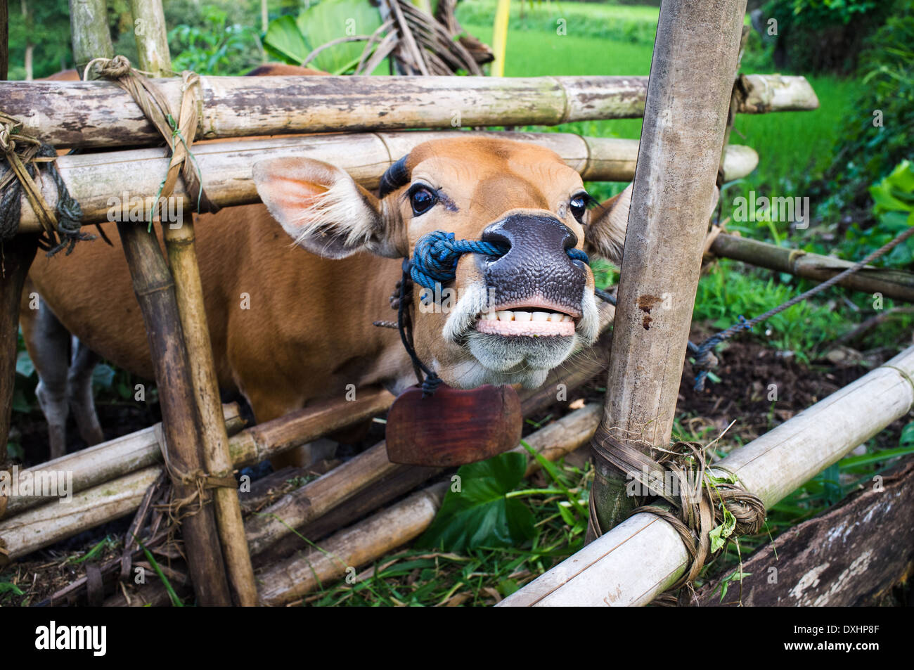 Bamboo stall hi-res stock photography and images - Alamy