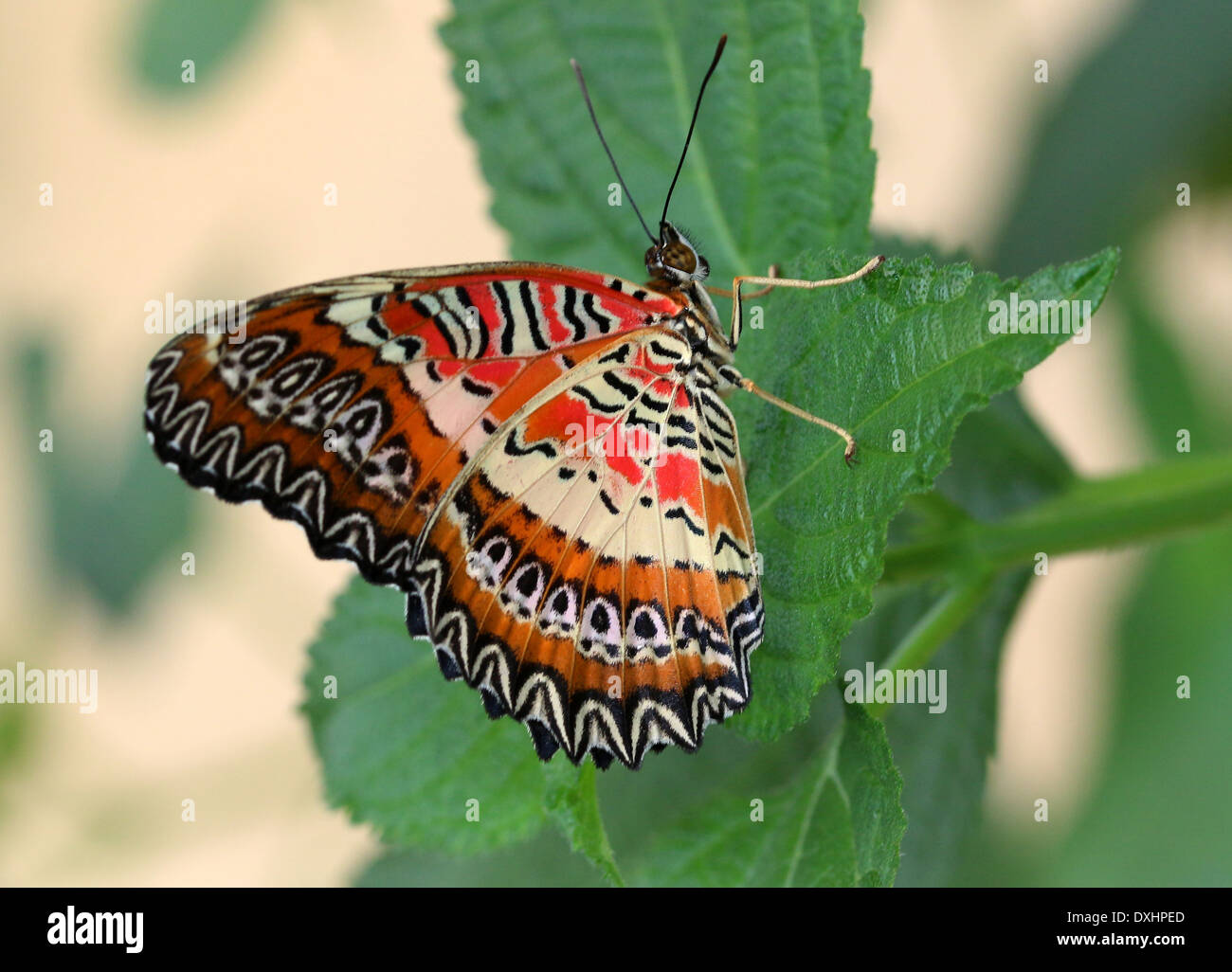 Asian red lacewing hi-res stock photography and images - Alamy