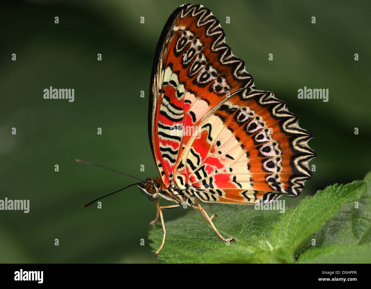 Asian red lacewing hi-res stock photography and images - Alamy